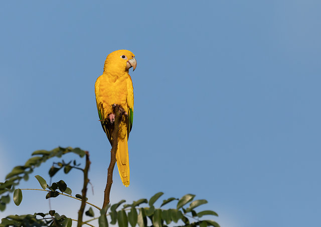 Foto ararajuba (Guaruba guarouba) Por Marco Cruz | Wiki Aves - A ...