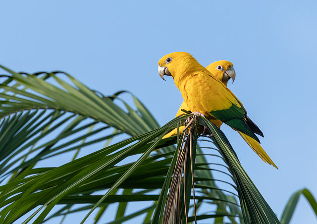Foto ararajuba (Guaruba guarouba) Por Marco Cruz | Wiki Aves - A ...