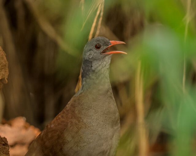 Foto inhambu-chororó (Crypturellus parvirostris) Por Telmo Natureza ...