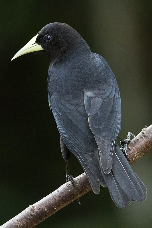 Foto guaxe (Cacicus haemorrhous) Por Arlei Bertani | Wiki Aves - A ...