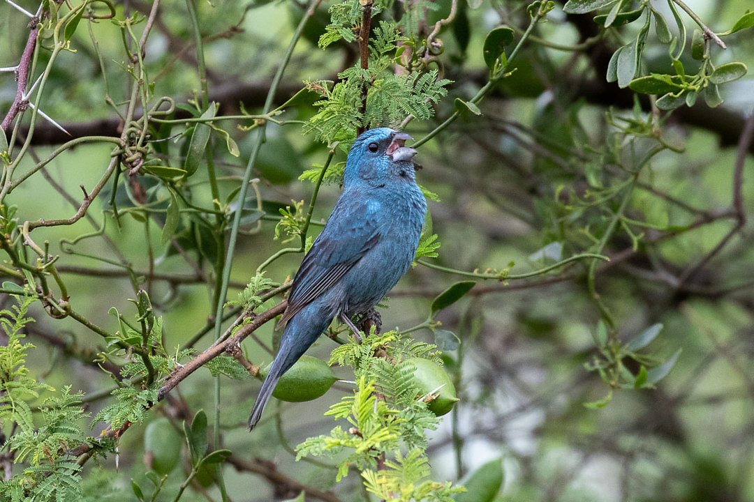 Foto azulinho (Cyanoloxia glaucocaerulea) Por Lillian Greco | Wiki Aves ...