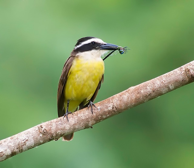 Foto bem-te-vi (Pitangus sulphuratus) Por Paulo Guerra | Wiki Aves - A ...