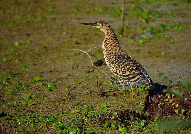 Foto socó-boi (Tigrisoma lineatum) Por João Gava Just | Wiki Aves - A ...