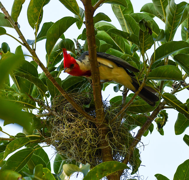 Foto cardeal (Paroaria coronata) Por Marcos F. Moura | Wiki Aves - A ...