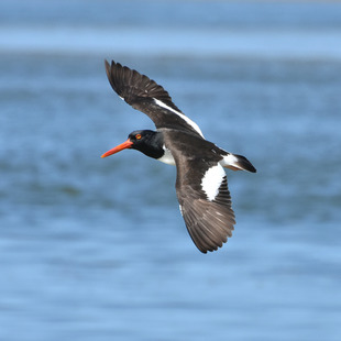 piru-piru (Haematopus palliatus) | WikiAves - A Enciclopédia das Aves ...