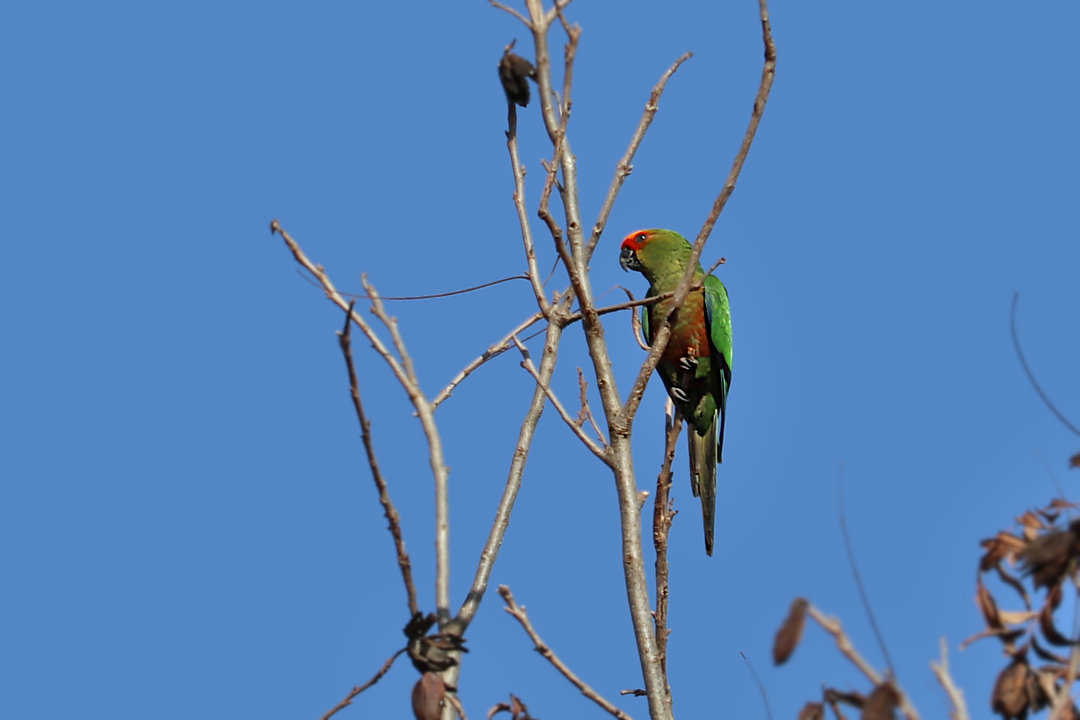 Foto jandaia-de-testa-vermelha (Aratinga auricapillus) Por Lorenzo ...