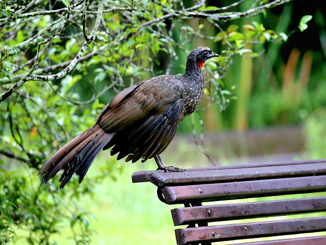 Foto jacuguaçu (Penelope obscura) Por Carlos Kazuo Kodama | Wiki Aves ...