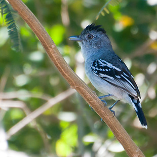 choca-da-bolívia (Thamnophilus sticturus) | WikiAves - A Enciclopédia ...