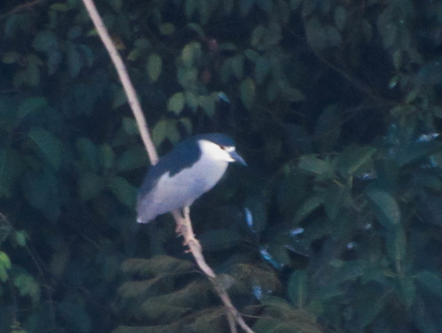 Foto socó-dorminhoco (Nycticorax nycticorax) Por Thiago Martins | Wiki ...