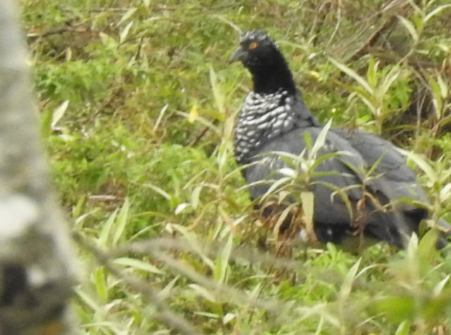 Foto anhuma (Anhima cornuta) Por Alessandra Almeida Mitsunaga | Wiki ...