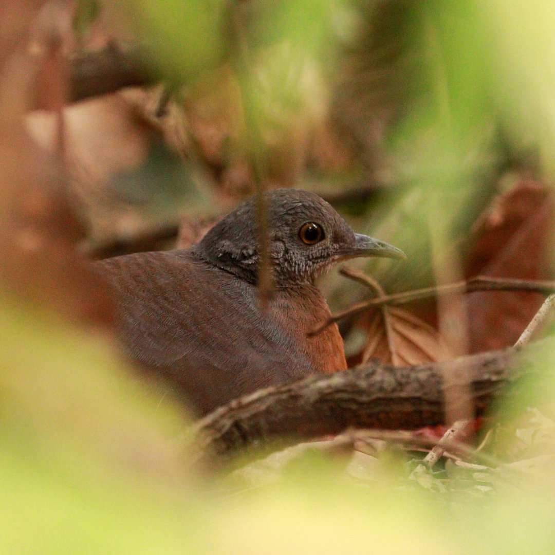 Foto tururim (Crypturellus soui) Por Luiz Moura | Wiki Aves - A ...