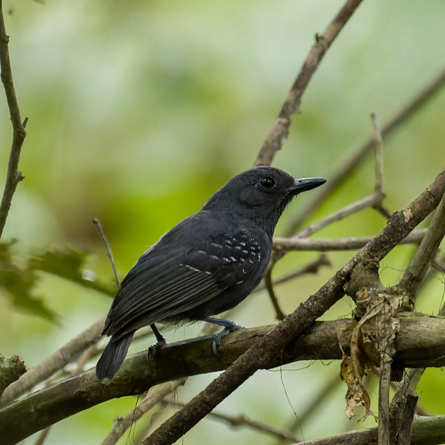 Foto choquinha-chumbo (Dysithamnus plumbeus) Por Luiz Moura | Wiki Aves ...