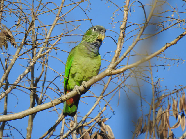 Foto maitaca-verde (Pionus maximiliani) Por Ludmilla Alves | Wiki Aves ...