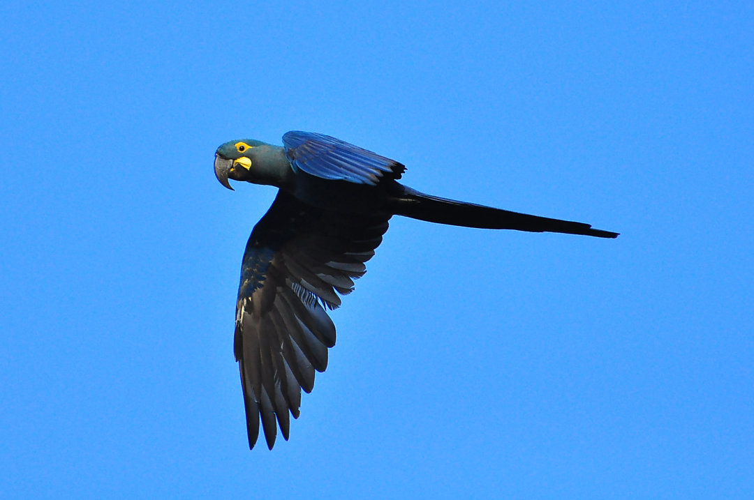 Foto arara-azul-de-lear (Anodorhynchus leari) Por Jean Jr Barcik | Wiki ...