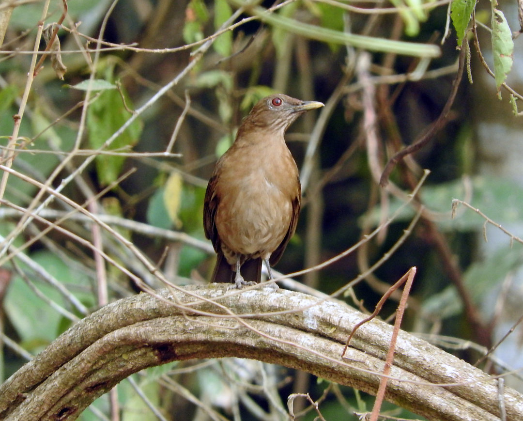Foto sabiá-da-várzea (Turdus sanchezorum) Por Ricardo Plácido | Wiki ...
