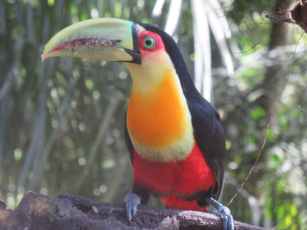 Foto tucano-de-bico-verde (Ramphastos dicolorus) Por C.c.c | Wiki Aves ...