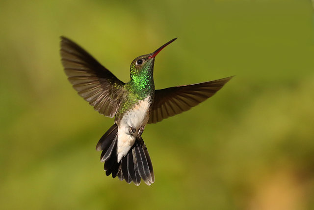 Foto beija-flor-de-garganta-verde (Chionomesa fimbriata) Por Leonardo ...