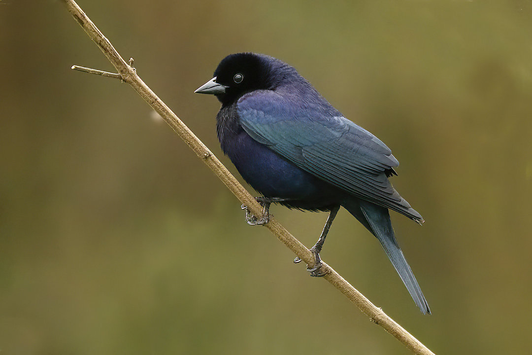 Foto chupim (Molothrus bonariensis) Por Leonardo Casadei | Wiki Aves ...