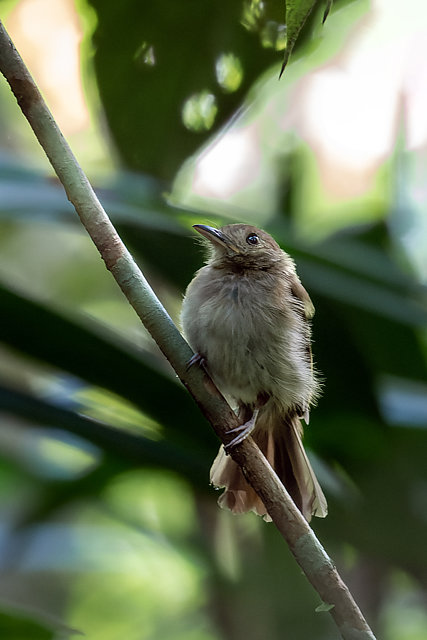 Foto flautim-pardo (Cnipodectes subbrunneus) Por Ademir Costa | Wiki ...