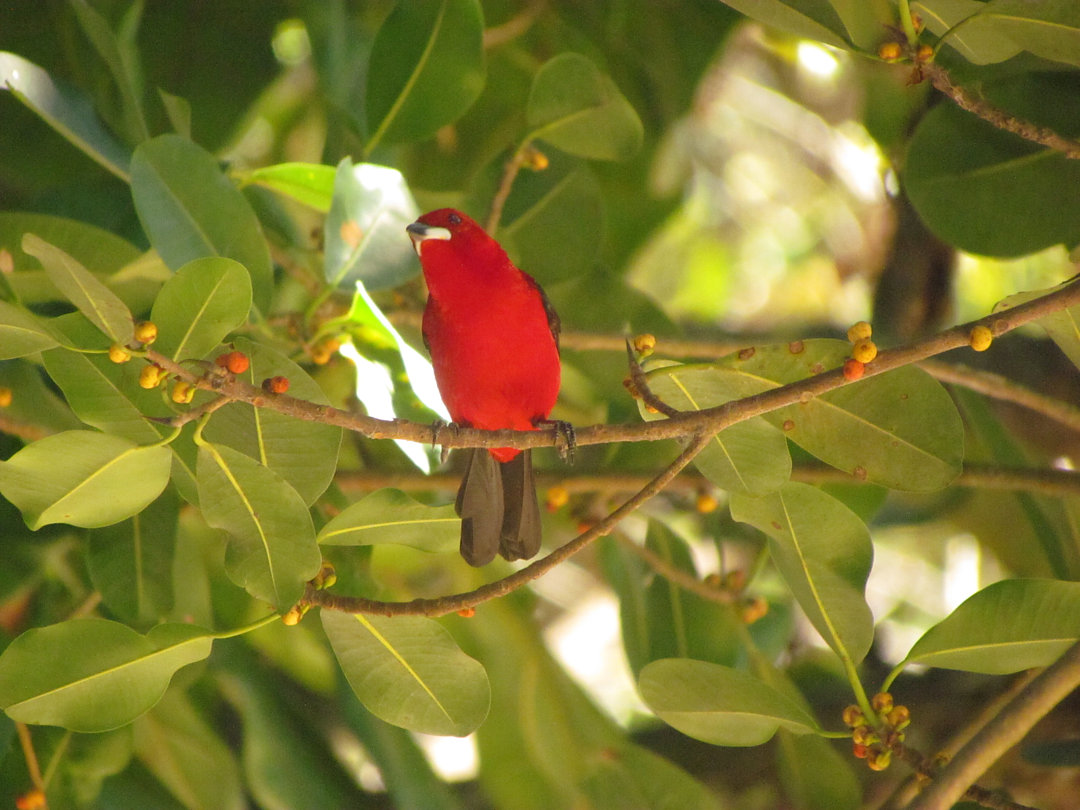 Foto tiê-sangue (Ramphocelus bresilia) Por Bruno Cesar | Wiki Aves - A ...