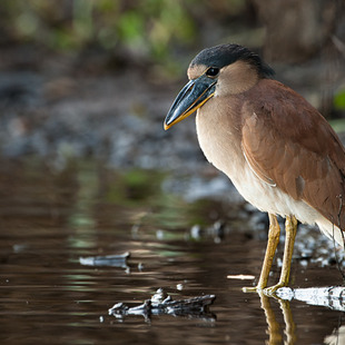 arapapá (Cochlearius cochlearius) | WikiAves - A Enciclopédia das Aves ...