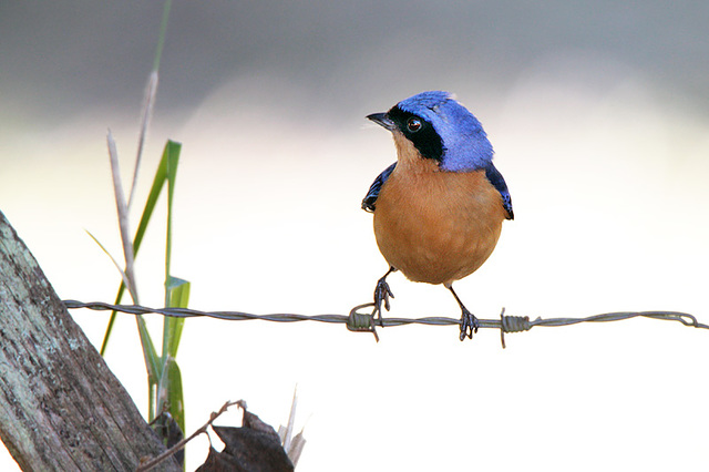 Foto saíra-viúva (Pipraeidea melanonota) Por Roberto Gallacci | Wiki ...