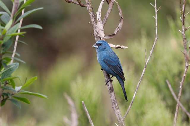 Foto azulinho (Cyanoloxia glaucocaerulea) Por Eduardo Rodrigues | Wiki ...