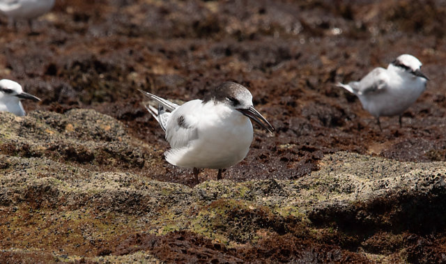 Foto trinta-réis-miúdo (Sternula antillarum) Por Yure Saldanha | Wiki ...