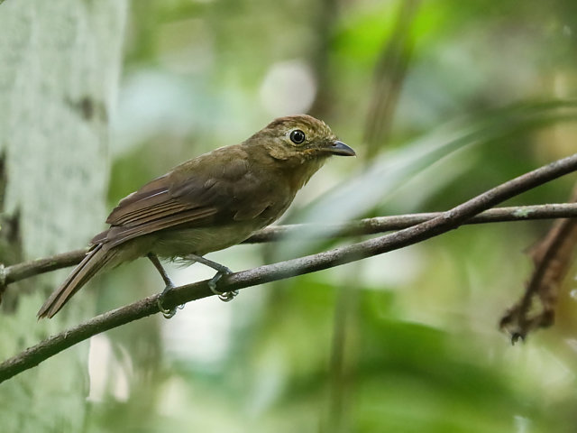 Foto flautim-da-amazônia (Schiffornis amazonum) Por Geraldo Luiz | Wiki ...