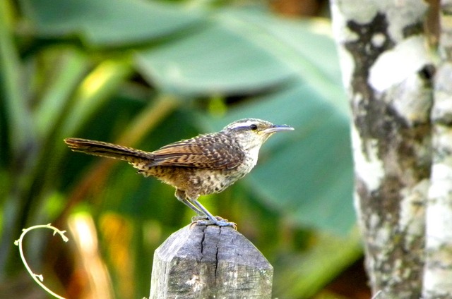 catatau (Campylorhynchus turdinus) | WikiAves - A Enciclopédia das Aves ...
