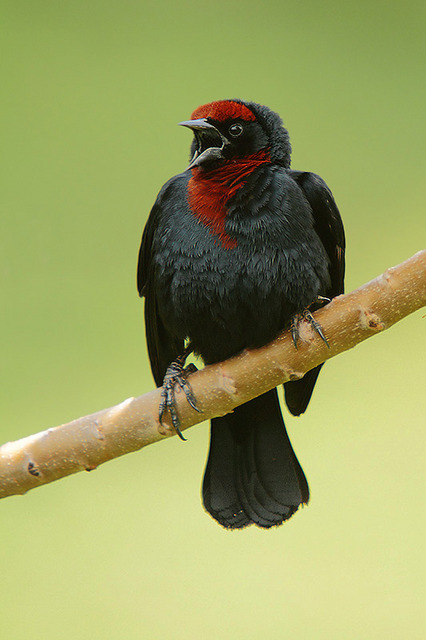 Foto garibaldi (Chrysomus ruficapillus) Por Roberto Gallacci | Wiki ...