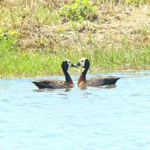 irerê (Dendrocygna viduata) | WikiAves - A Enciclopédia das Aves do Brasil