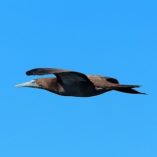 atobá-pardo (Sula leucogaster) | WikiAves - A Enciclopédia das Aves do ...
