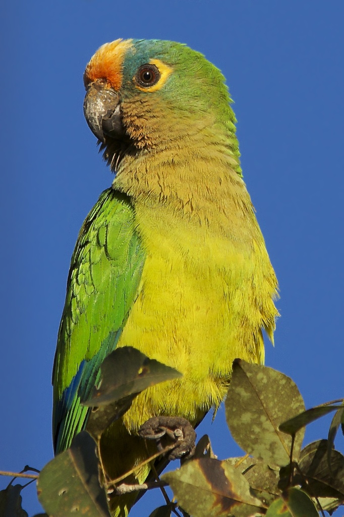 Foto periquito-rei (Eupsittula aurea) Por Ronaldo Koloszuk | Wiki Aves ...