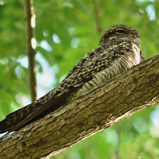 bacurau-norte-americano (Chordeiles minor) | WikiAves - A Enciclopédia ...
