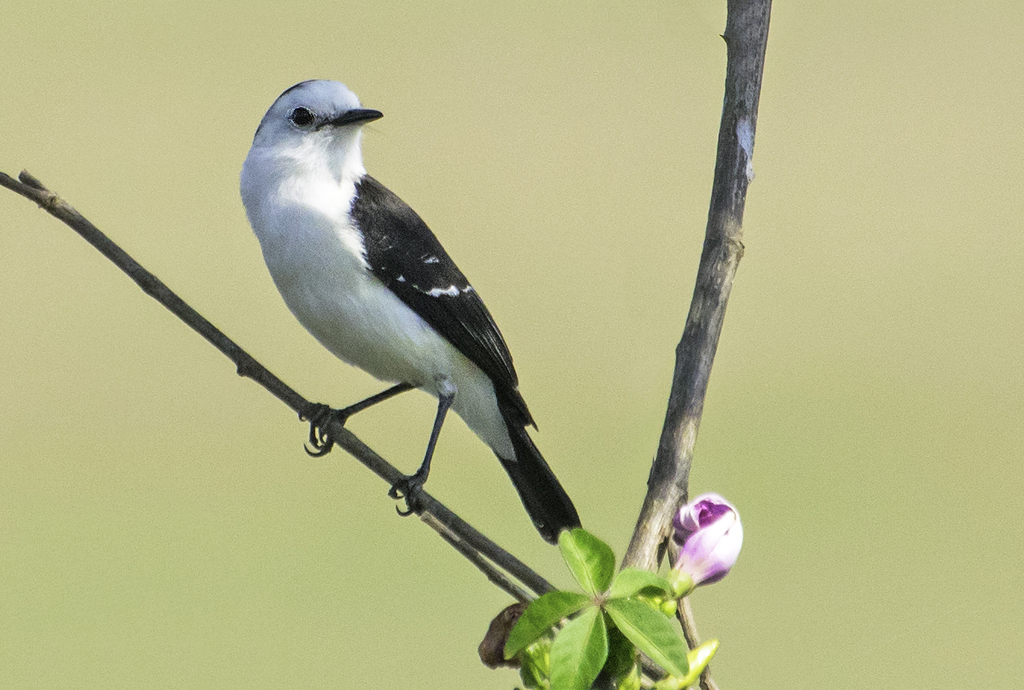 Foto lavadeira-de-cara-branca (Fluvicola albiventer) Por Conceição ...