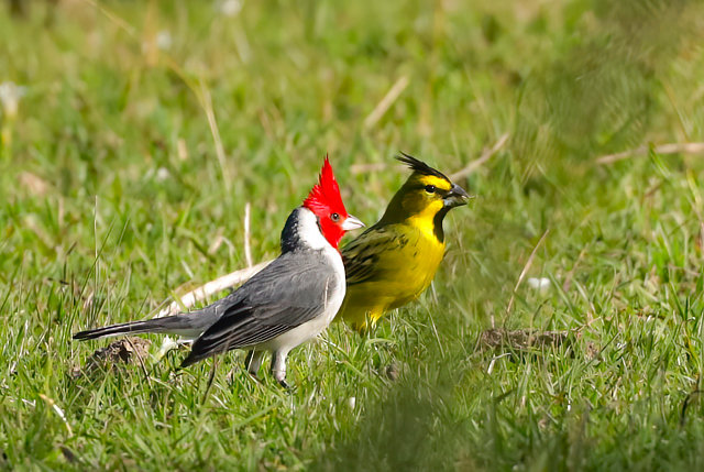 Foto cardeal (Paroaria coronata) Por Patricia Romanelli | Wiki Aves - A ...