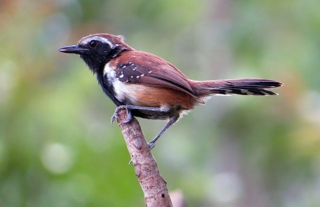 Foto papa-formiga-vermelho (Formicivora rufa) Por Valcir Muzi | Wiki ...