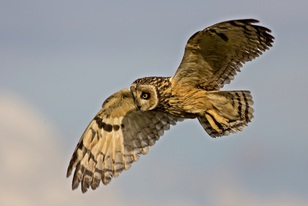 Foto mocho-dos-banhados (Asio flammeus) Por Rogério Machado | Wiki Aves ...
