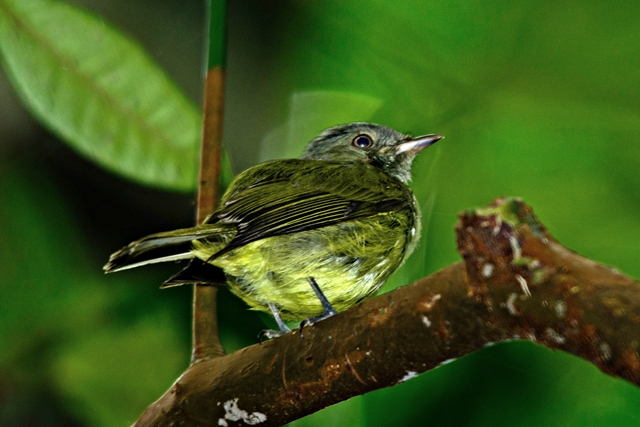 Foto fruxu-baiano (Neopelma aurifrons) Por Jacques Passamani | Wiki ...