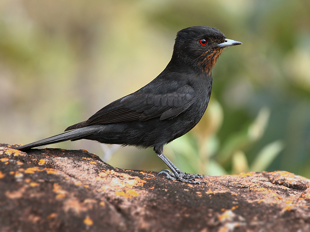 maria-preta-de-garganta-vermelha (Knipolegus nigerrimus) | WikiAves - A ...