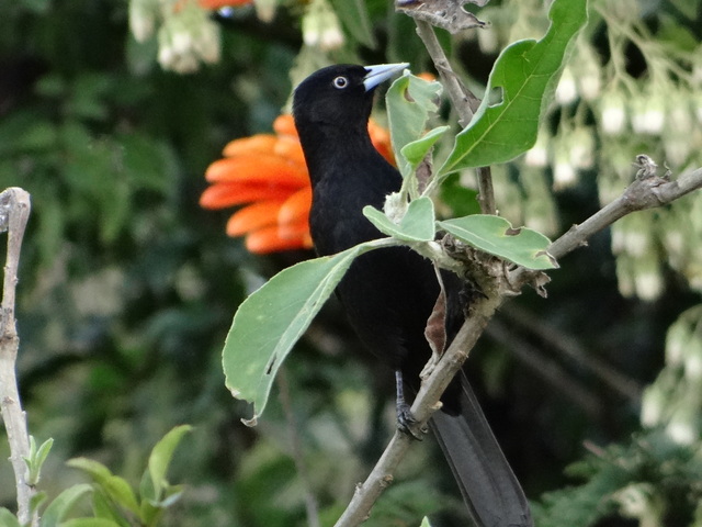 Foto tecelão (Cacicus chrysopterus) Por Roberto Tomasi Junior | Wiki ...