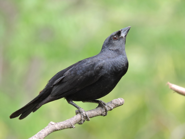 chupim-azeviche (Molothrus rufoaxillaris) | WikiAves - A Enciclopédia ...