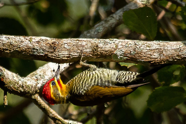 Foto pica-pau-dourado (Piculus aurulentus) Por Claudio Martins | Wiki ...