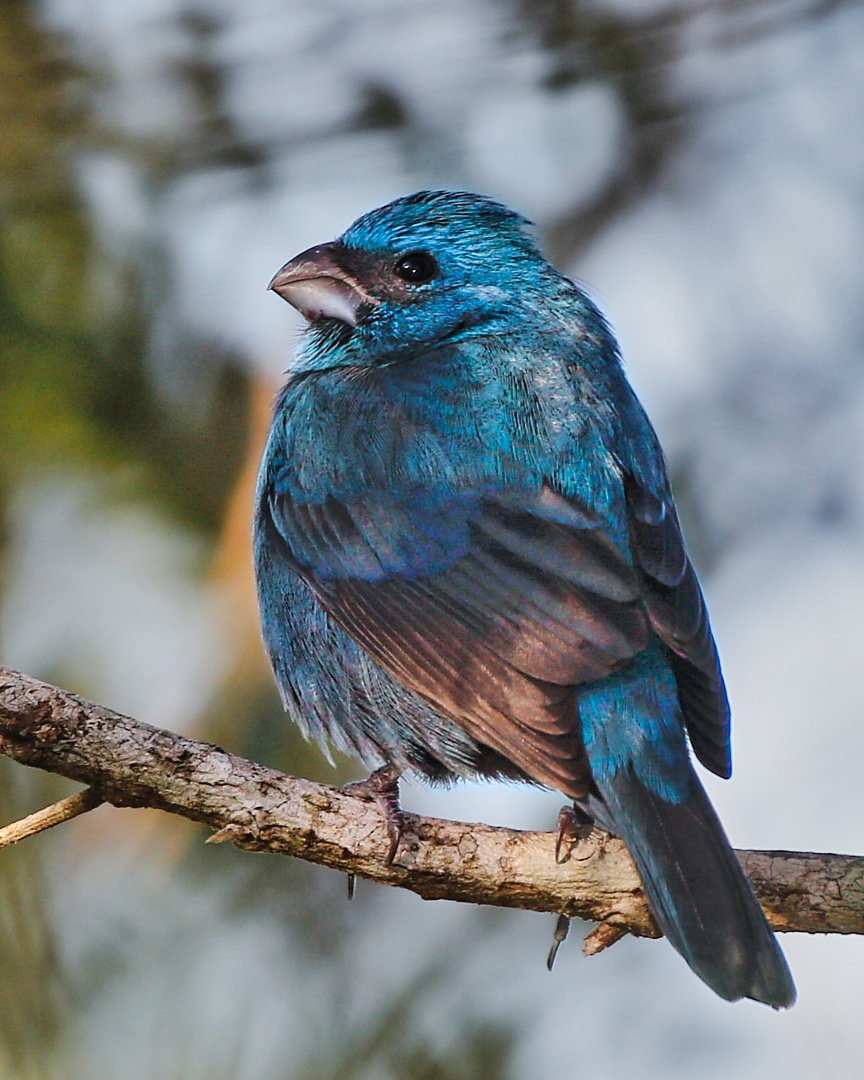 Foto azulinho (Cyanoloxia glaucocaerulea) Por Bjørn-einar Nilsen | Wiki ...