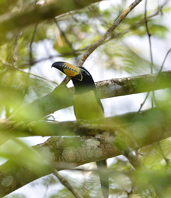 Foto araçari-de-bico-riscado (Pteroglossus inscriptus) Por Luiz Catende ...
