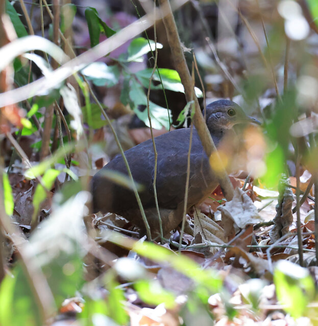 Foto tururim (Crypturellus soui) Por Hélio Paranaíba | Wiki Aves - A ...