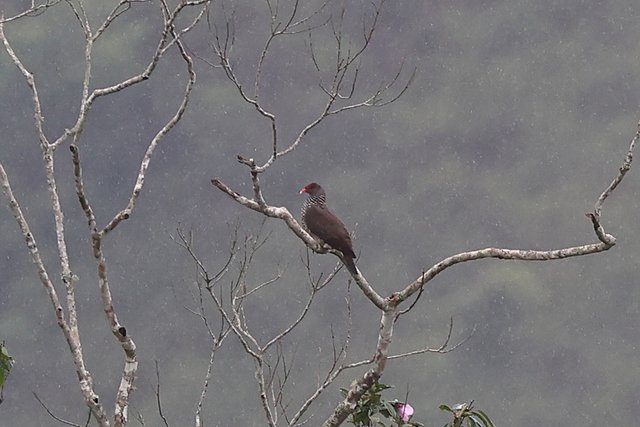 Foto pomba-trocal (Patagioenas speciosa) Por Gilvan Moreira | Wiki Aves ...
