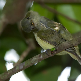 fruxu-baiano (Neopelma aurifrons) | WikiAves - A Enciclopédia das Aves ...