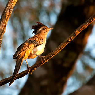 saci (Tapera naevia) | WikiAves - A Enciclopédia das Aves do Brasil